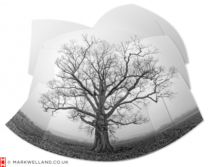 Oak Tree with Polite Notice - Mark Welland - Artist